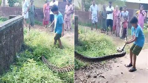 Viral Video This Minor Aged Boy Succeeded To Arrest A Huge Python Video