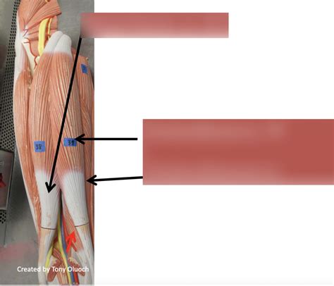 Anatomy 1 Lab 8 Knee Flexors 2 Diagram Quizlet