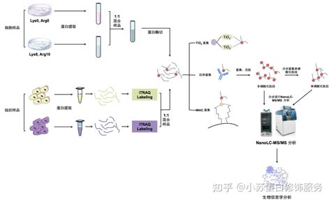 氧化磷酸化检测 知乎