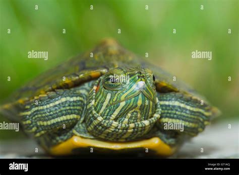 Red Eared Turtle Hatchling 12 Days With Egg Tooth Trachemys Scripta Elegans Pseudemys Red Eared Turtle Hatchling 12 Days With Egg Tooth Trachemys Scripta Elegans Pseudemys