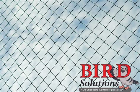 Eco Friendly And Humane Bird Control Options That Work Bird Solutions