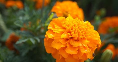 Садівники розповіли які квіти садити у травні у відкритий ґрунт Читайте на Ukr Net