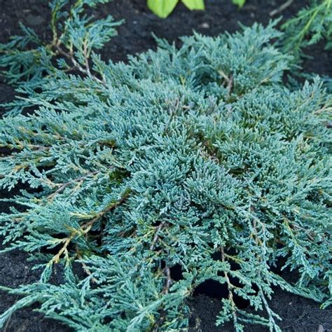 Icee Blue Creeping Juniper Jardineries Botanix