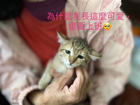 1130214更，全數已送養至好人家囉，感謝大家🙏 🐱歡迎給超級無辜眼🥺虎斑幼幼貓一個家吧（可拆送（高雄甲仙區 寵物板 Dcard