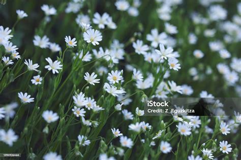 작은 야생화가 햇볕에 들판에 쌓여있었습니다 자연 꽃 배경 복사를 위한 공간 0명에 대한 스톡 사진 및 기타 이미지 0명 개체 그룹 계절 Istock