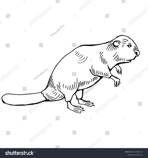 Beaver Side View Drawing Black Lines Stock Vector Royalty Free 2274491191 Shutterstock