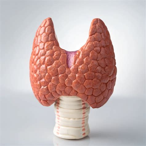 甲狀腺動力評估 Thyroflex Panel Younger