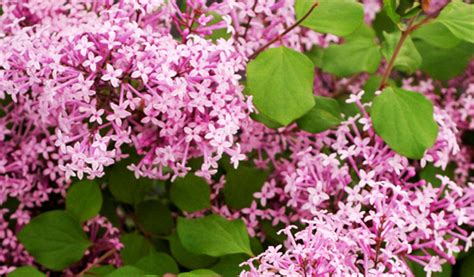 How To Grow Syringa Meyeri Hayloft
