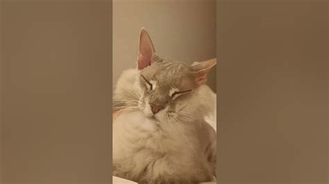 Готовимся к зиме🐈‍⬛☺😊 Youtube