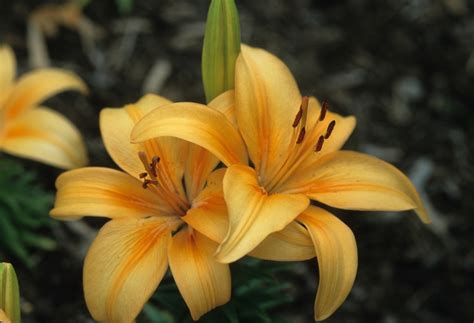 Lilium Buff Pixie Asiatic Lily Garden Center Marketing