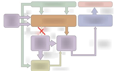Diagram Of Huntingtons Pathway Image Quizlet