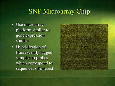 Ppt Single Nucleotide Polymorphism Powerpoint Presentation Free Download Id 162255