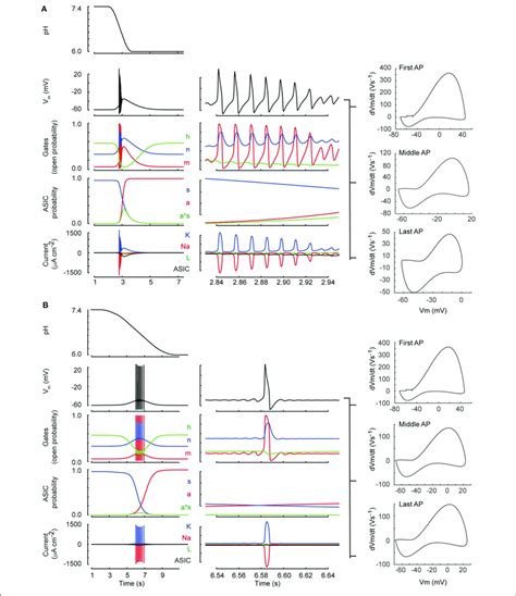 Neuronal Model Behavior Classical Hodgkin Huxley Model Shown Are Download Scientific