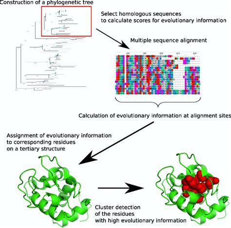 Procedure Of The Methods By Integrating The Structural And Evolutionary