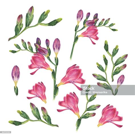 흰색 배경에 Freesia의 식물 수채화 그림입니다 다 원 기록 법 사용된 하는 웹 디자인 또는 섬유 수 있습니다 프리지어에 대한 스톡 벡터 아트 및 기타 이미지 Istock