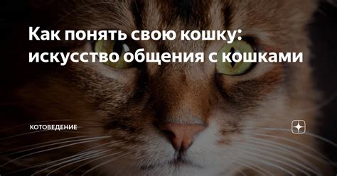 Как понять свою кошку искусство общения с кошками КотоВедение Зоопсихолог Юлия Иванова Дзен