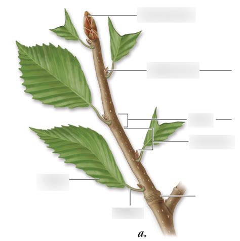 Biol 101 M3 Stems Diagram Quizlet