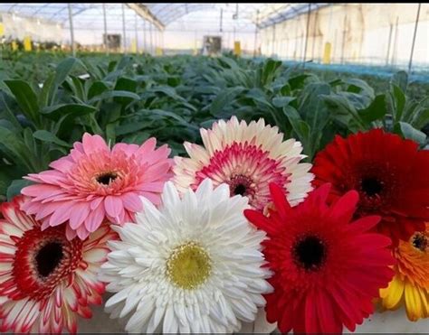 تولید سالانه ۲۵ میلیون گل شاخه بریده در آذربایجان‌غربی خبرآنلاین