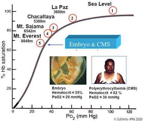 Hemoglobin Dissociation Curve Showing Different PaO2 SpO2 Levels In Download Scientific
