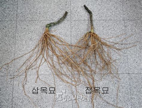 패션프루트