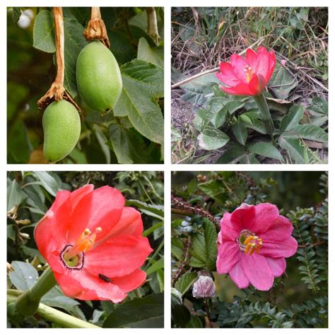 Tumbo Seeds Passiflora Mixta 🌳🌼🌸🌿🌱🍉