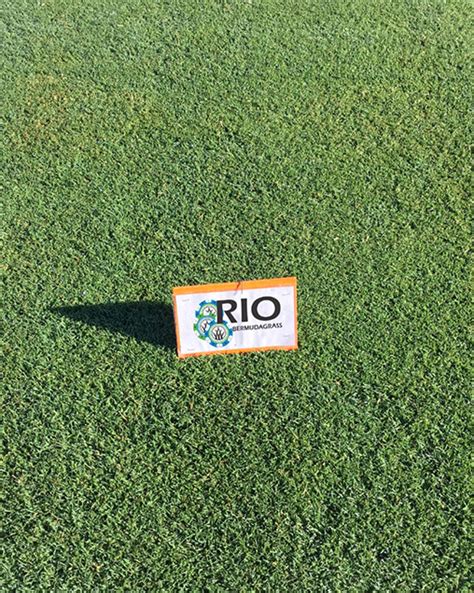 Rio Bermudagrass Missouri Southern Seed