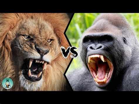 Gorilla Fight Lion