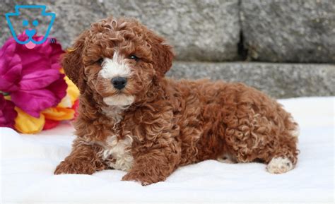 Duke Cockapoo Puppy For Sale Keystone Puppies