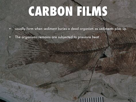 Fossils In Rocks By Eryieal Peoples