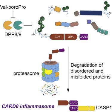 Activation Of The Card8 Inflammasome Requires A Disordered Regioncell