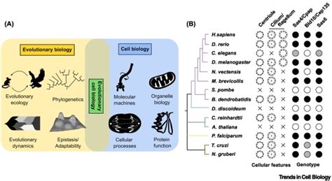 Experimental Evolution For Cell Biology Trends In Cell Biology