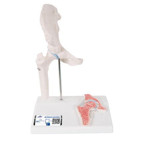 Anatomical Models Human Joint Models Mini Hip Joint Model