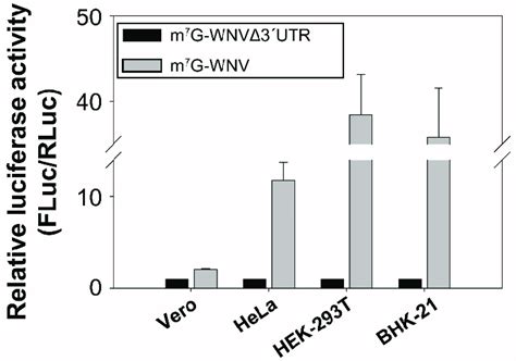 Translation Enhancing Effect Of The 3′ Utr Of The Wnv Genome In Download Scientific Diagram