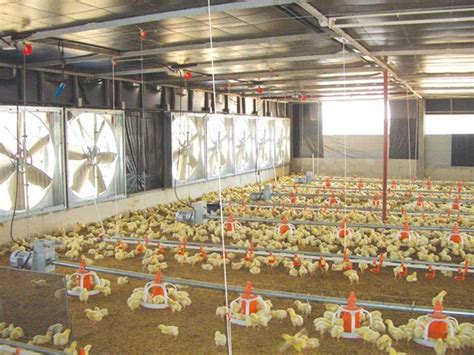 Chicken Feedbroiler Feedautomatic Chicken Feeder System