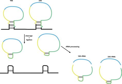 Circular Rnas Diversity Of Form And Function