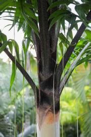 15 Seeds Fiji Palm Veitchia Vitiensis Seeds Of The World