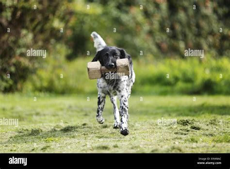 Fetching Large Munsterlander Stock Photo Alamy