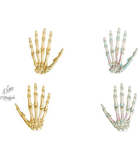 Topographic Anatomy Bones And Origins And Insertions Of The Hand