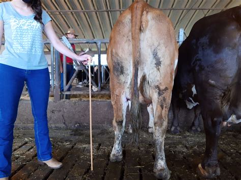 Lateral Keypoint Detection Dataset By Holstein Computer Vision