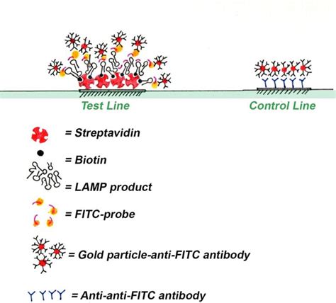 [pdf] Validation Of Lamp Lfd Ehrlichia Canis Dna Sensor Kit Semantic Scholar