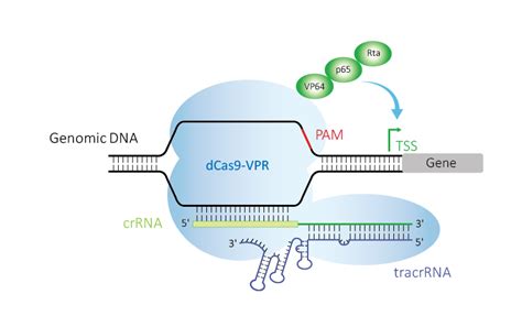 Dcas9 Vpr Mrna For Quick Transcriptional Activation And Enrichment In
