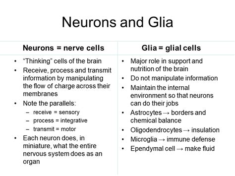 Functions Of Nervous Tissue Integrated Human Anatomy And Physiology
