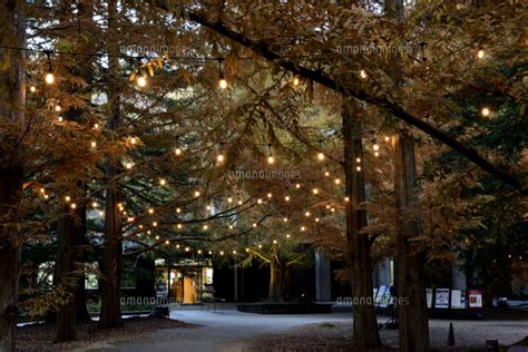 神戸市立森林植物園 紅葉のメタセコイアの木ライトアップの写真素材 FYI07891658 ストックフォトのamanaimages PLUS