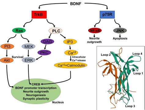 Intrinsic Intracellular Signaling Cascades Of Bdnf Trkb And P75 Ntr