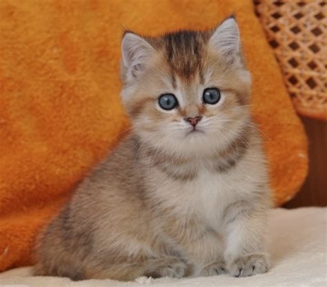 Our British Coat Colours — Belle Ayr Cats