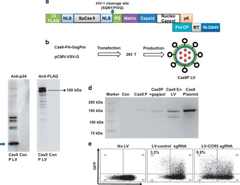 Targeted Ccr5 Gene Disruption By Lentiviral Delivery Of Cas9 Protein