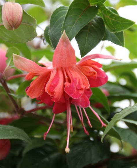 Fuchsia Bicentennial Hayloft