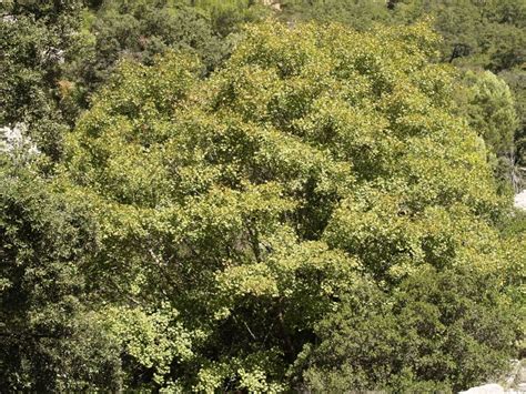 La Blada Fauna I Flora