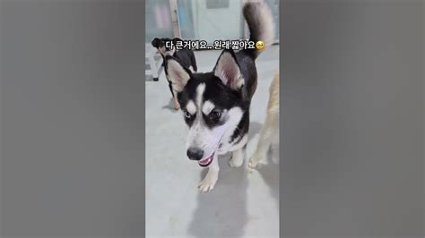 쁘띠허스키 임보처입양처를 찾아요 허스키 웰시코기 유기견 Youtube