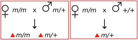Difference Between Cytoplasmic Inheritance And Genetic Maternal Effect Inheritance Genetics